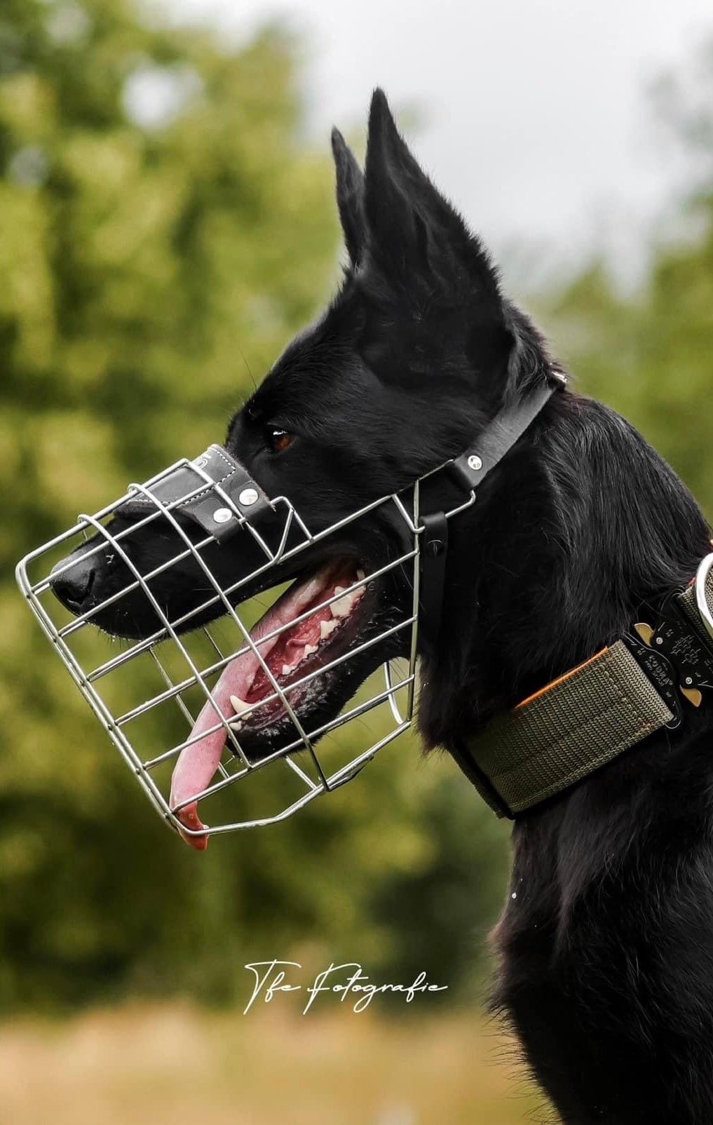 Maulkörbe – Dogmundo